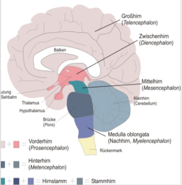 Kleinhirn Anatomie Einfach Erkl rt Leo L wchen